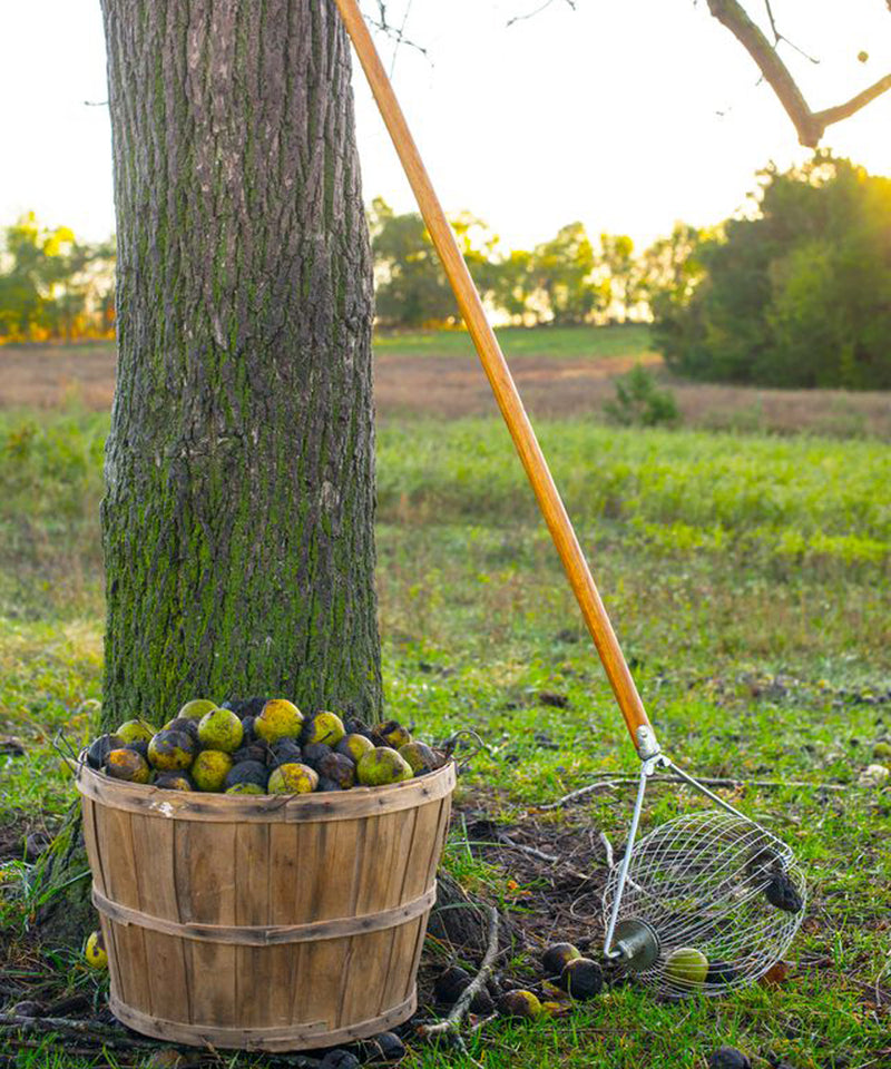 Black Walnut Nut Wizard – Hammons Pantry